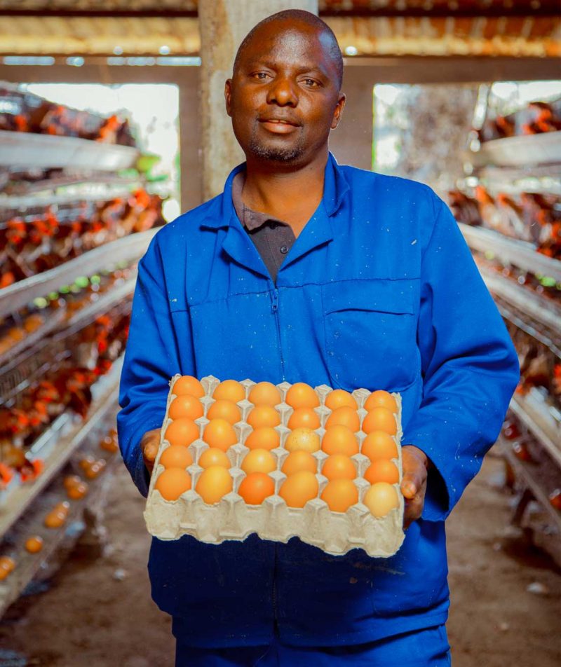 Poultry Association Of Zambia