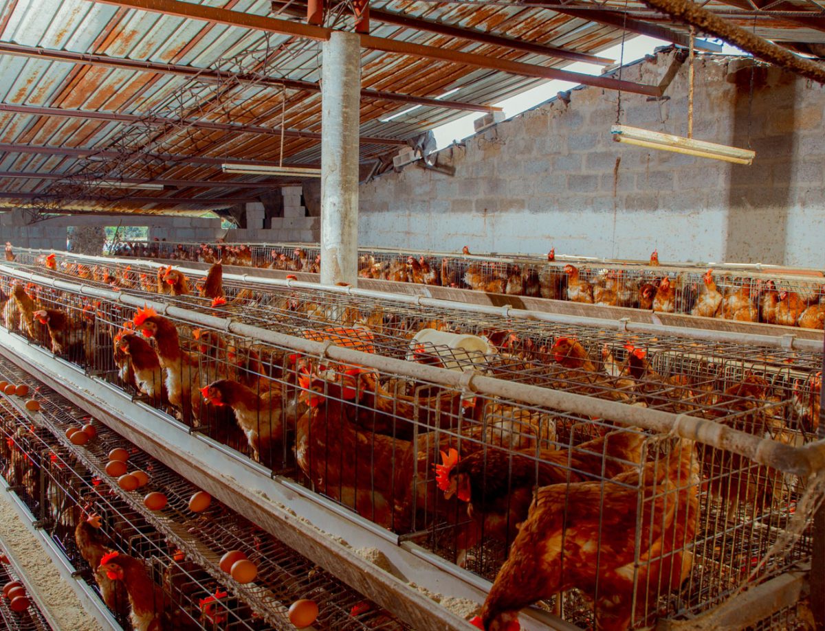 About – Poultry Association Of Zambia